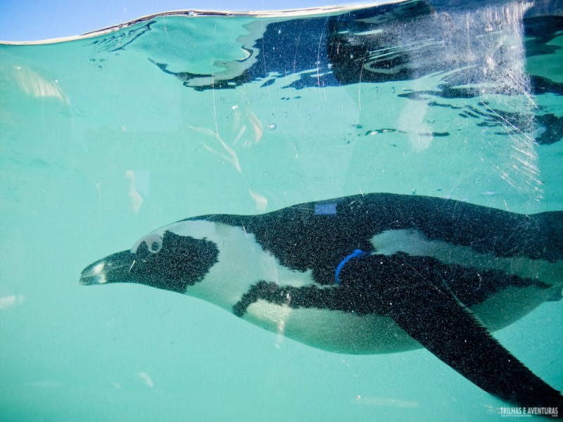 Samrec-Port-Elizabeth-7 - Viagens Possíveis