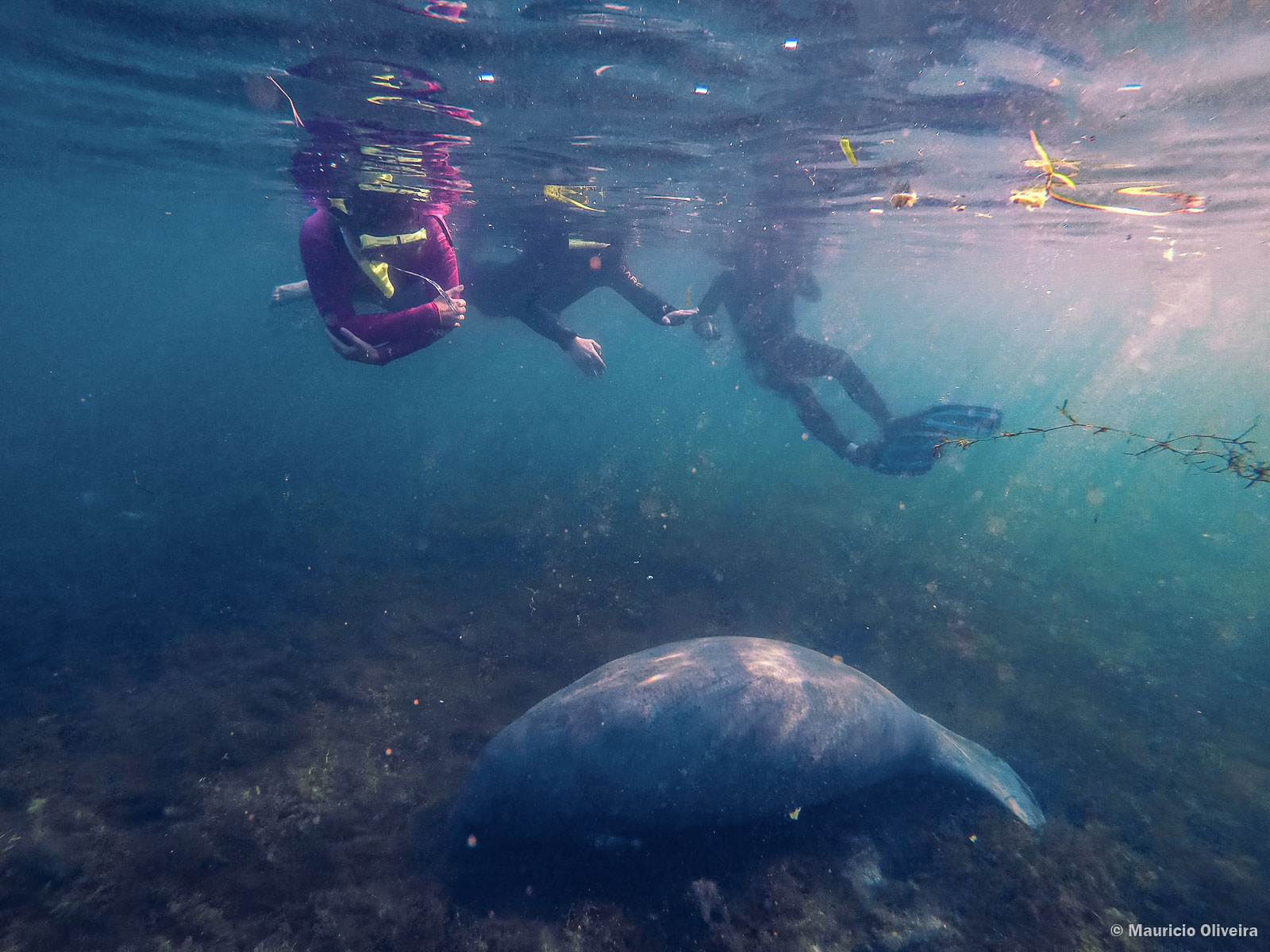 Manatees Peixes-boi Florida-1 - Viagens Possíveis