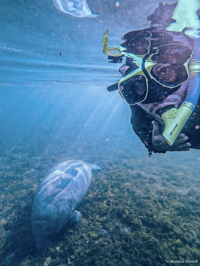 Crystal River: onde nadar com peixes-boi na Flórida (é incrível!) - Viagens Possíveis