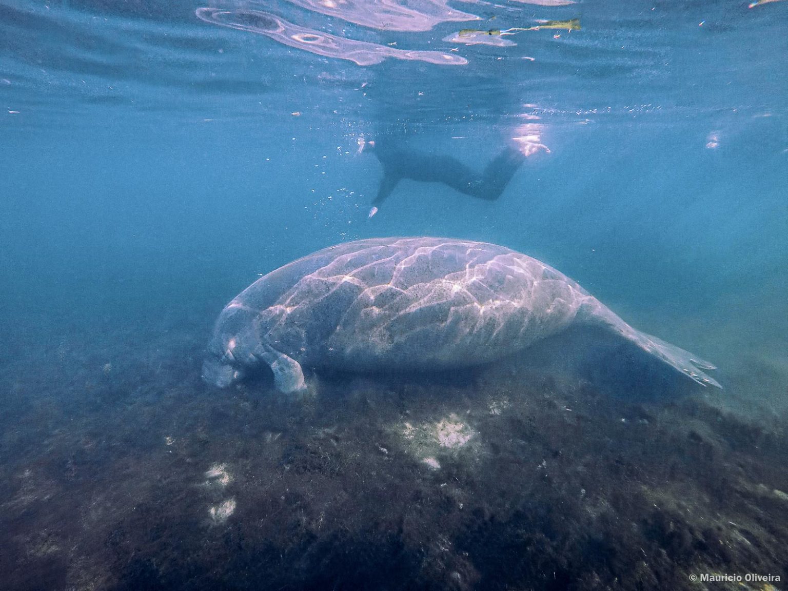 Crystal River: onde nadar com peixes-boi na Flórida (é incrível!) - Viagens Possíveis