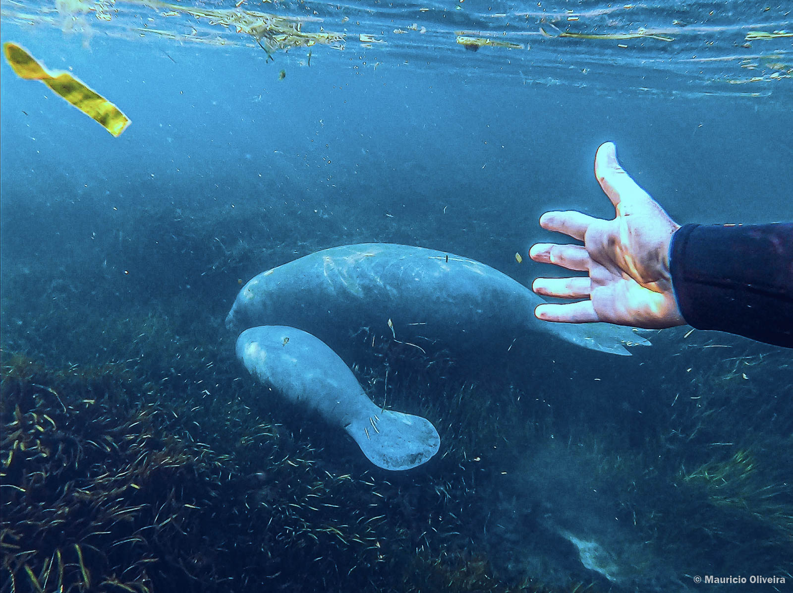 Mamãe e filhote de peixe-boi em Crystal River - Viagens Possíveis